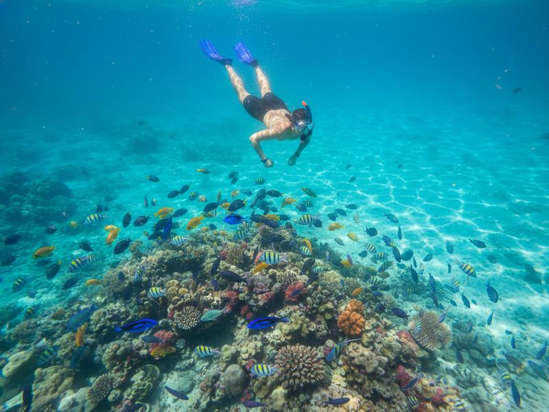 Cozumel Sargassum Today 2026: Clear Beaches Map